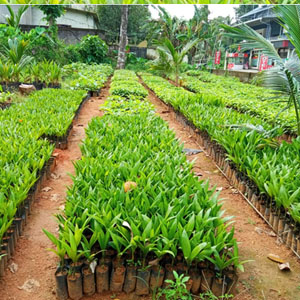 Vadakechirayath Nursery & Farms